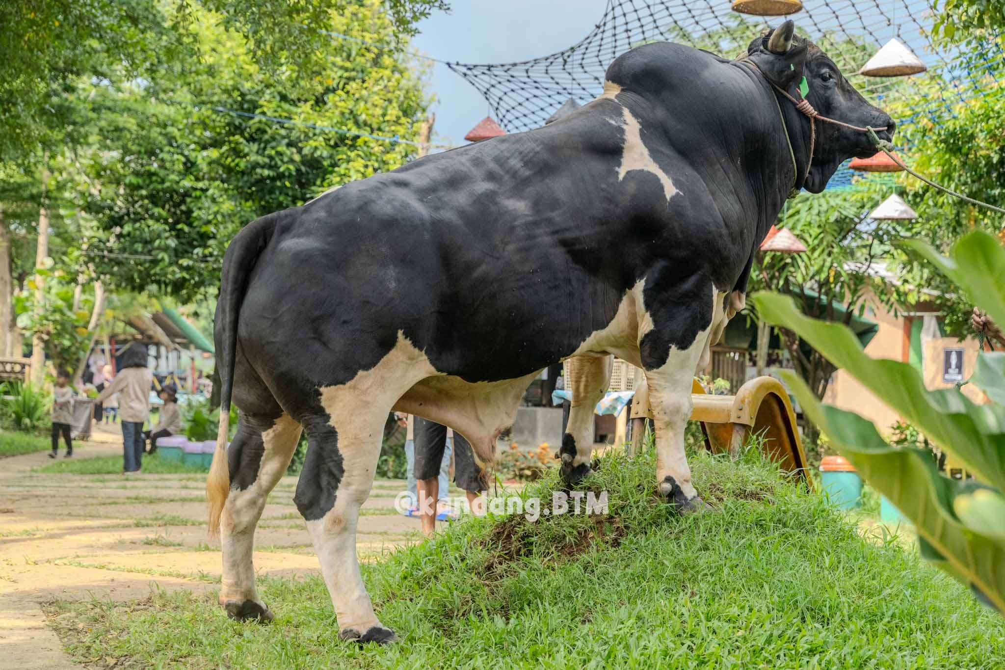 Jual Sapi Madura dan Belgian Blue Jumbo Berkualitas Murah di Bogor