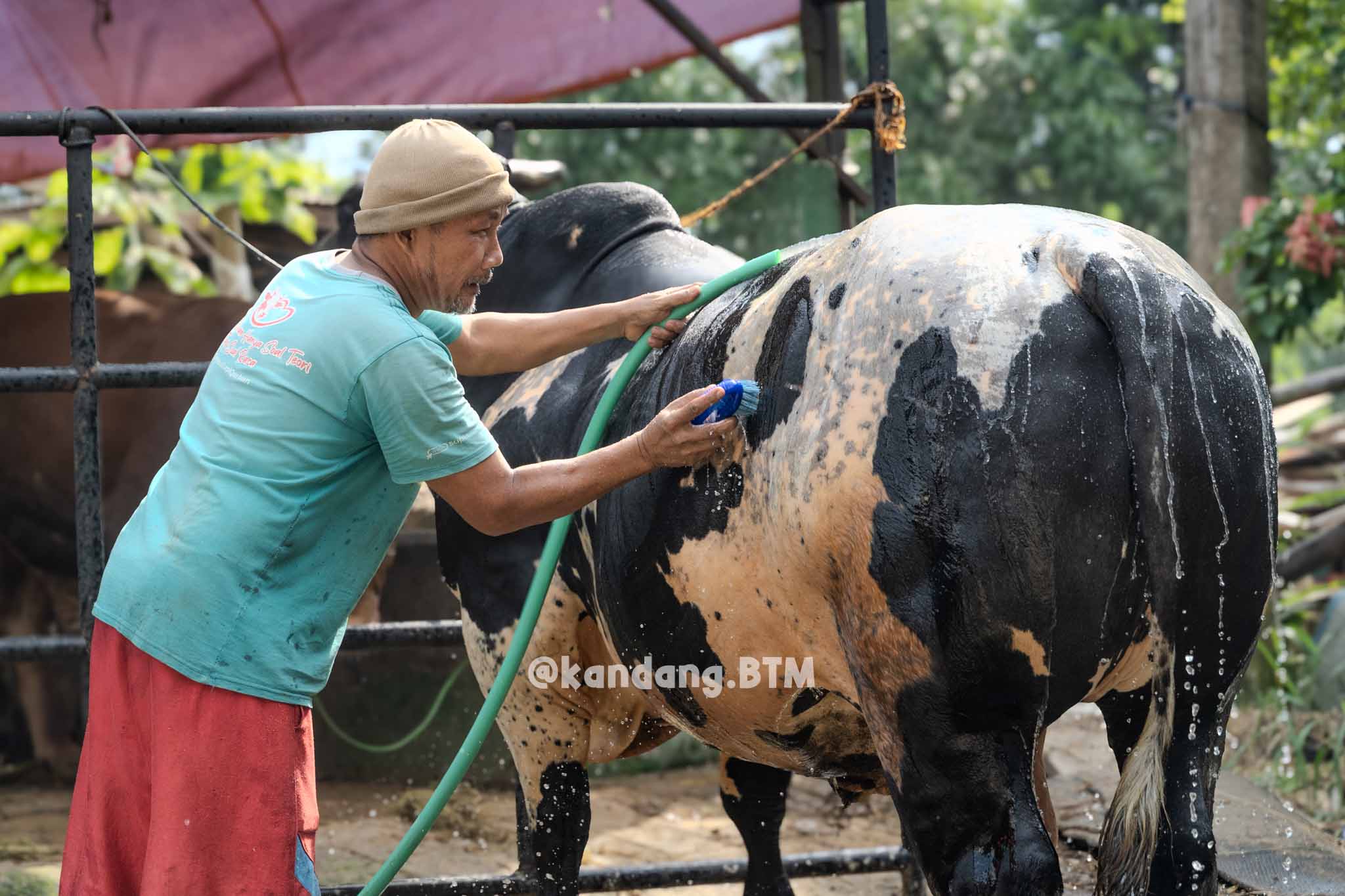 Jual Sapi Madura dan Belgian Blue Jumbo Berkualitas Murah di Bogor