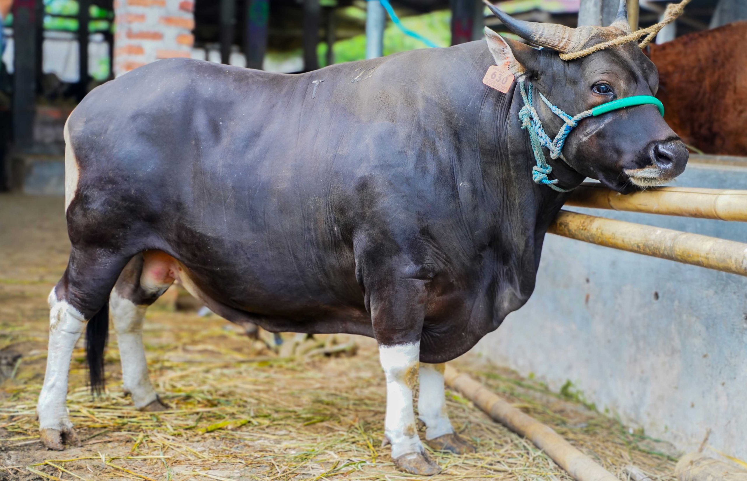 Jual Sapi Madura dan Belgian Blue Jumbo Berkualitas Murah di Bogor