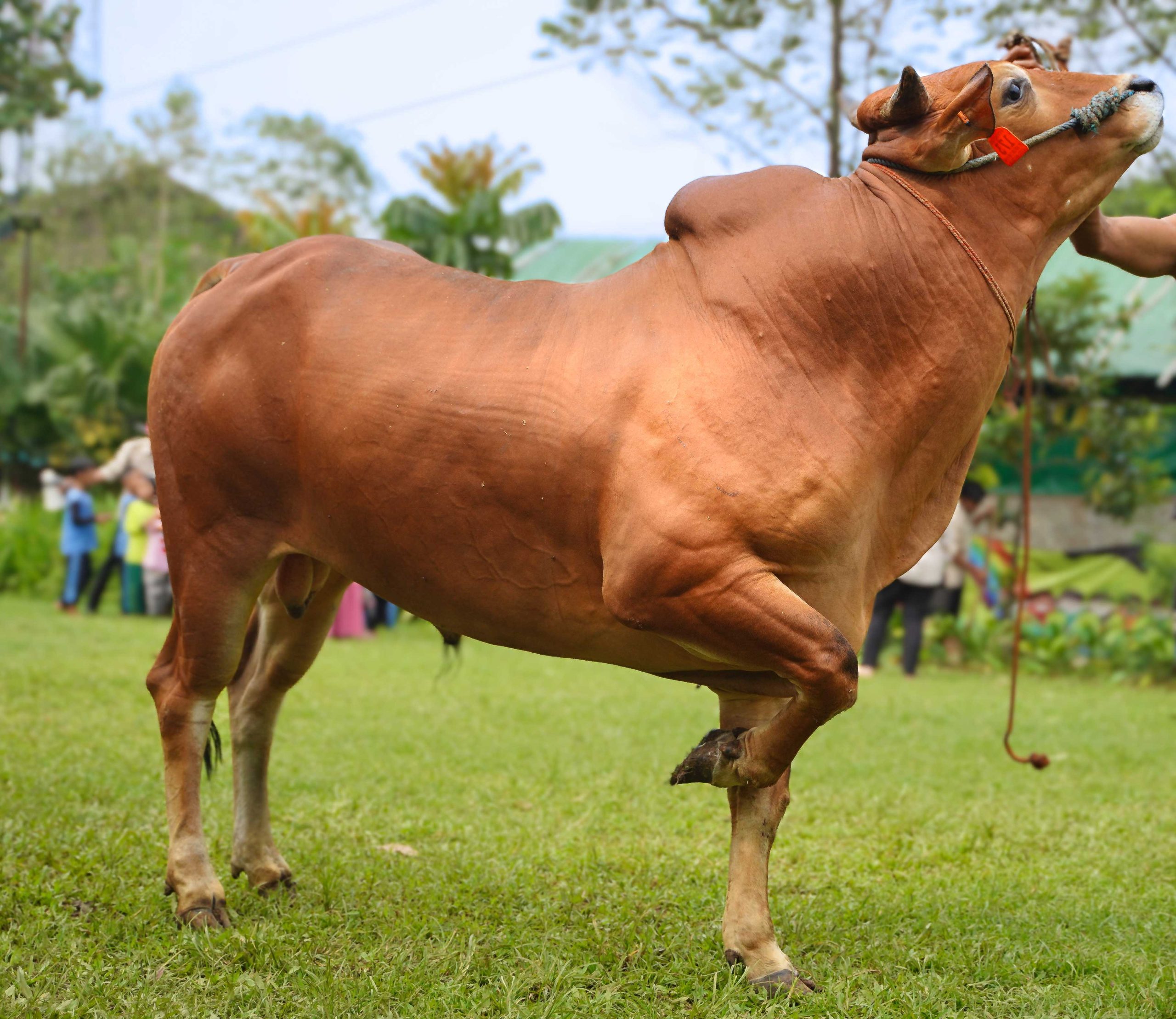 Jual Sapi Madura dan Belgian Blue Jumbo Berkualitas Murah di Bogor