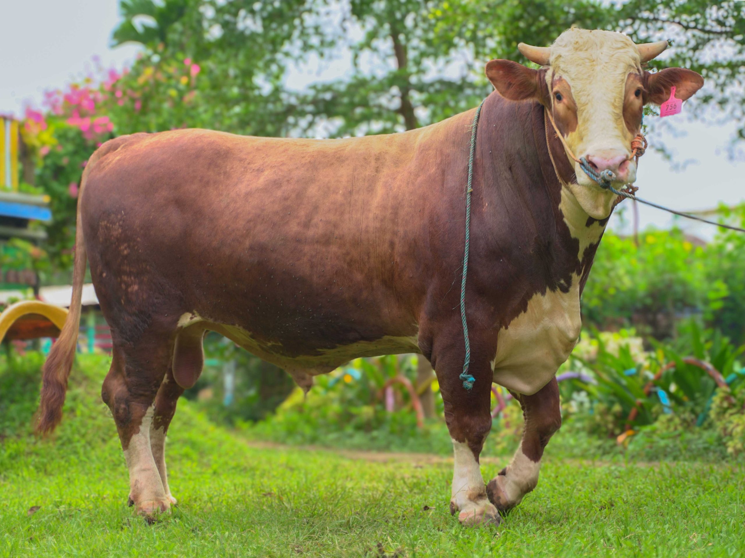 Jual Sapi Madura dan Belgian Blue Jumbo Berkualitas Murah di Bogor
