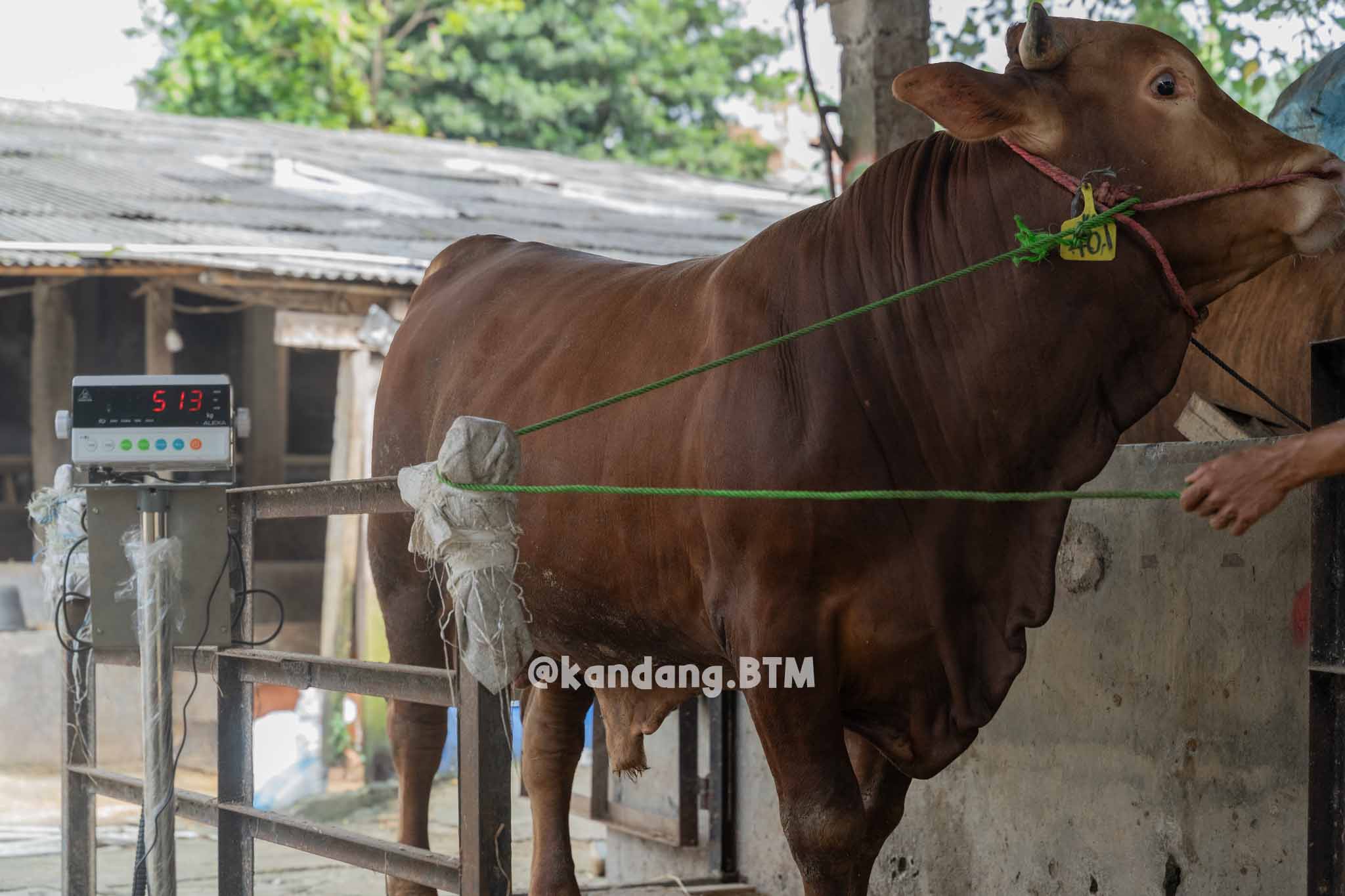 Jual Sapi Madura dan Belgian Blue Jumbo Berkualitas Murah di Bogor