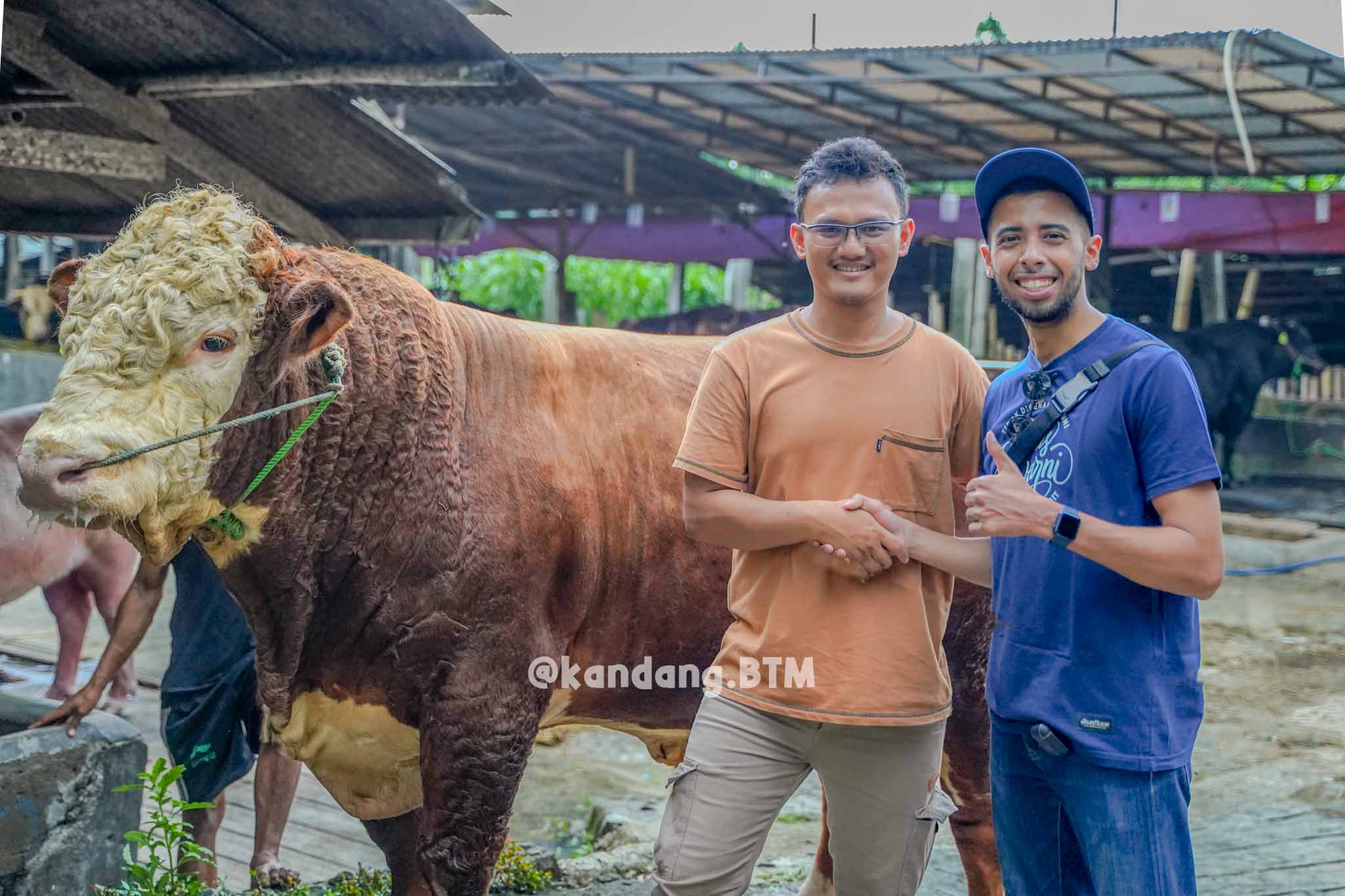 Jual Sapi Madura Serta Belgian Blue Jumbo Sehat Dan Murah Di Bogor
