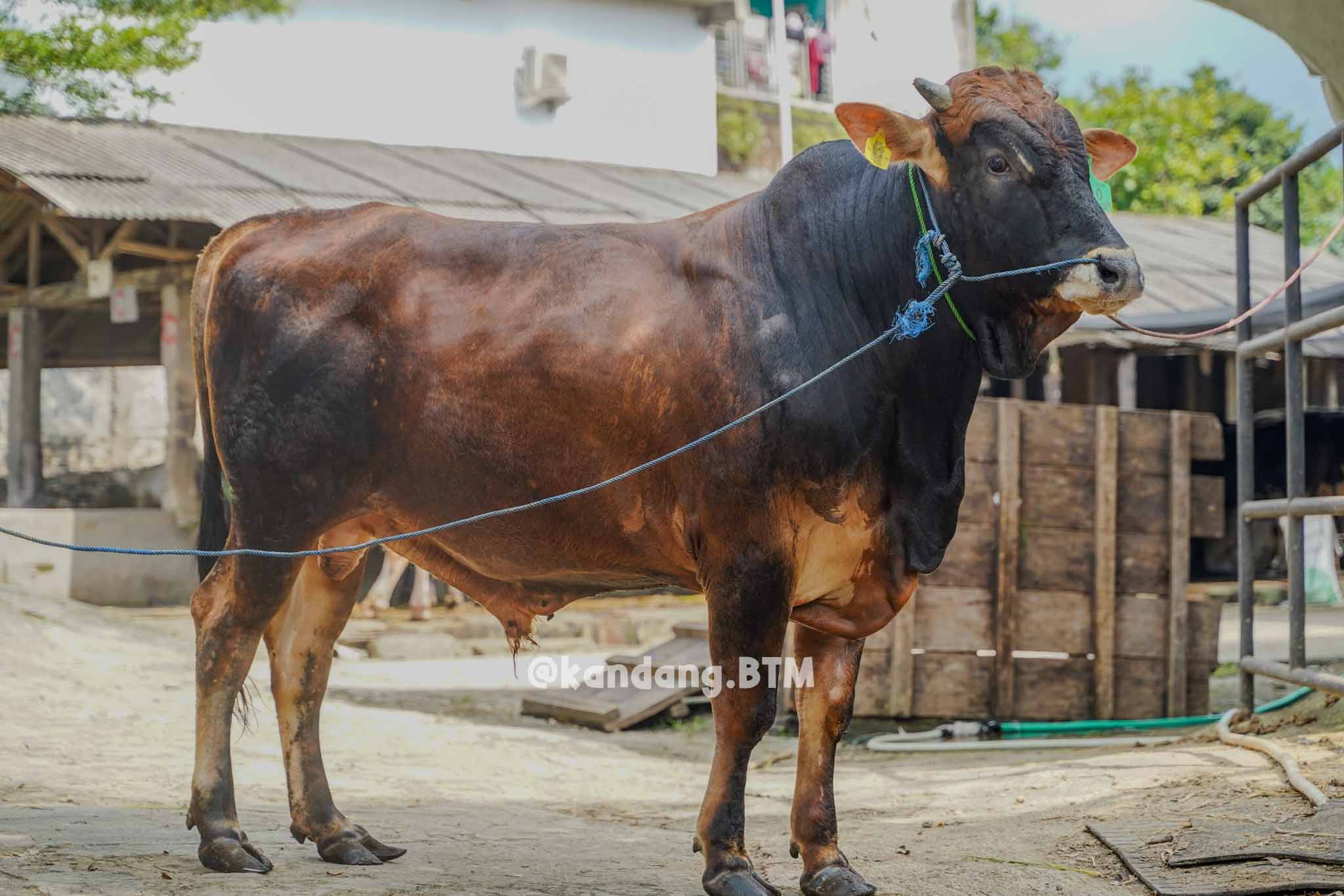 Jual Sapi Madura dan Belgian Blue Jumbo Berkualitas Murah di Bogor