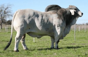 Mengenal Sapi Brahman Cross yang Menjadi Idola Banyak Peternak - Bintang Tani Madani